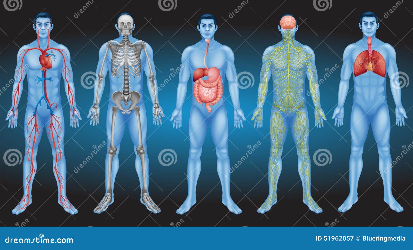 Imagenes Del Cuerpo Humano Por Dentro