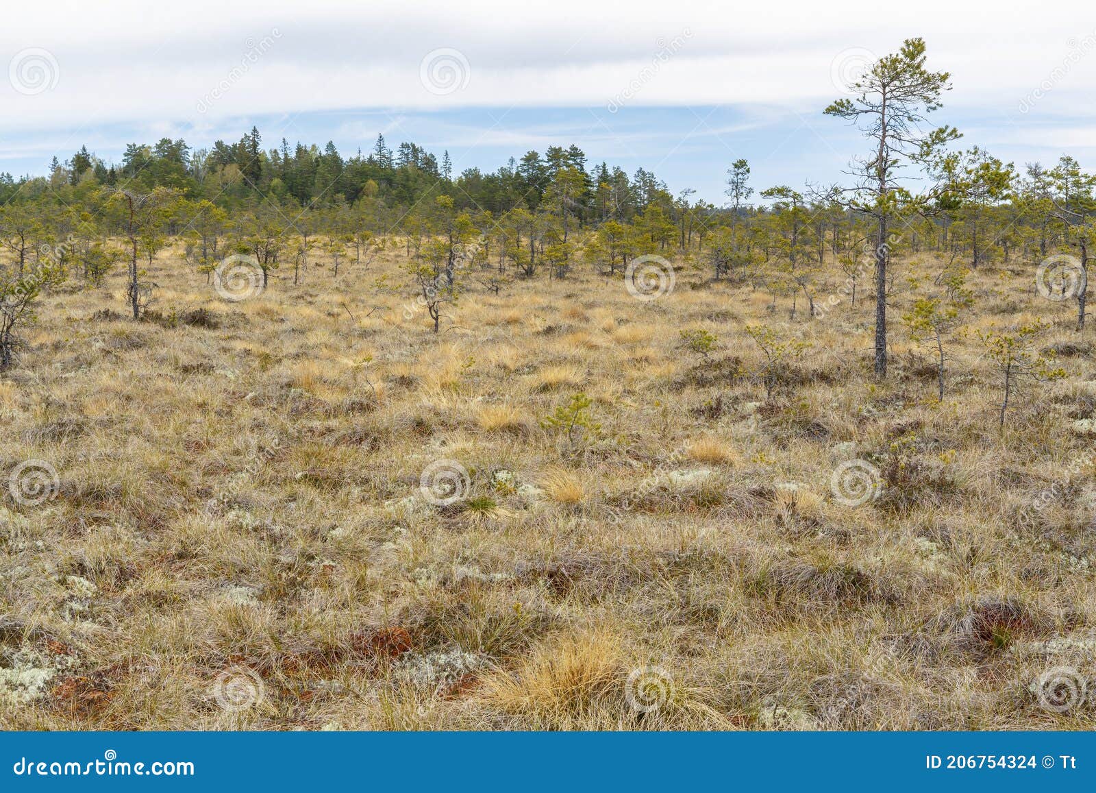 Mire Landscape View with Trees Stock Photo - Image of northern ...