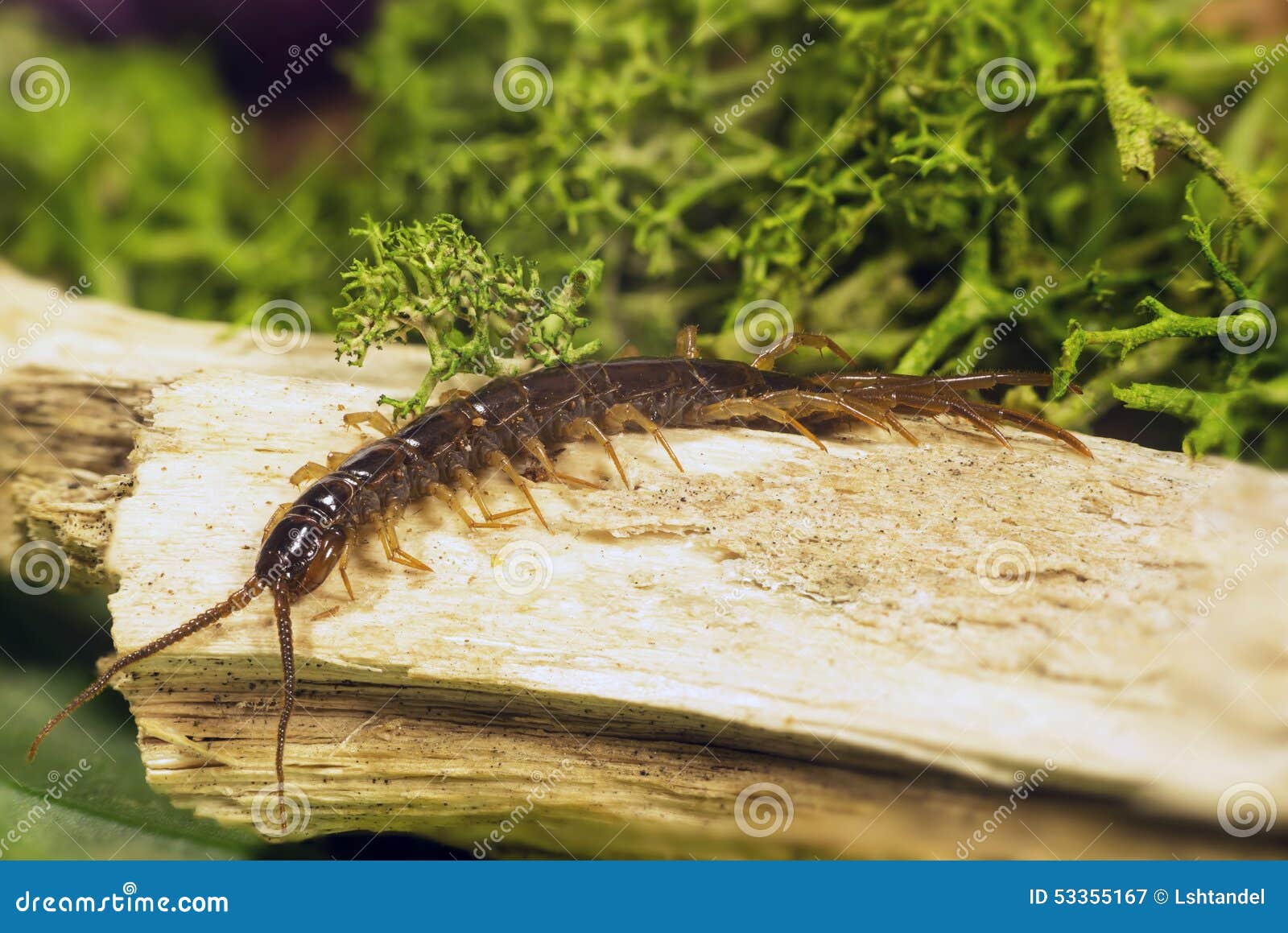 Miriapodi Di Sottotipo Di Chilopodi Immagine Stock - Immagine di nave ...