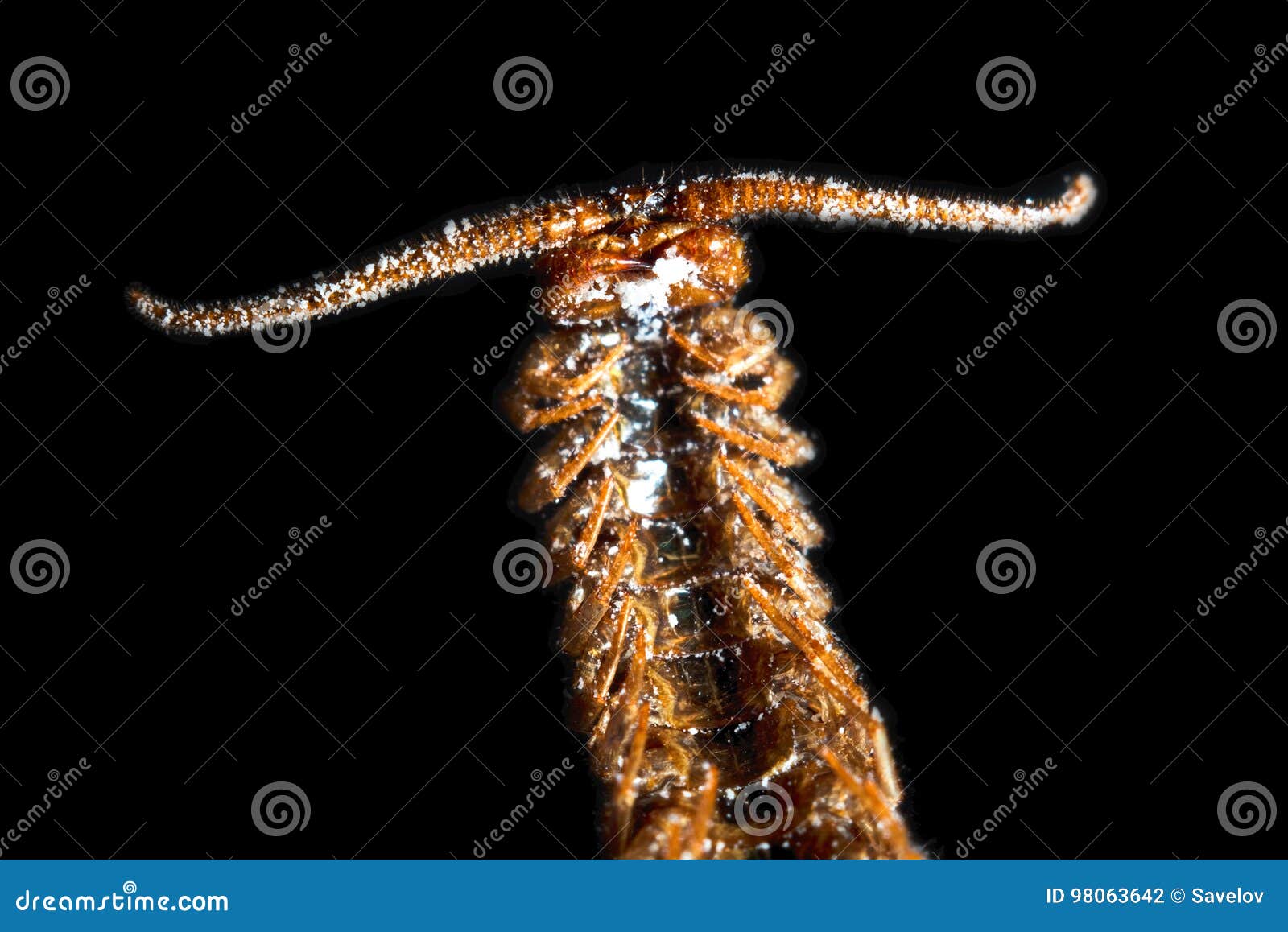 Miriapodi Macro Su Un Fondo Nero Fotografia Stock - Immagine di ...