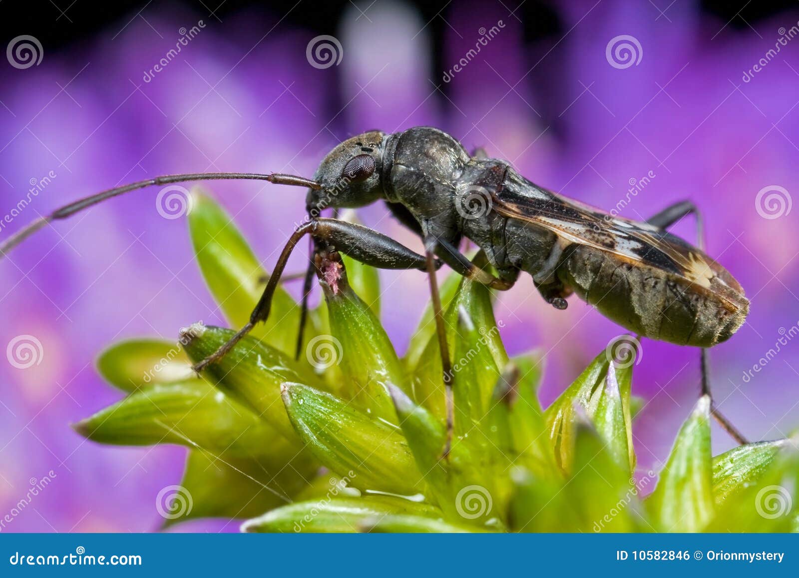 Mirid bug stock photo. Image of wild, nature, macro, wing - 10582846