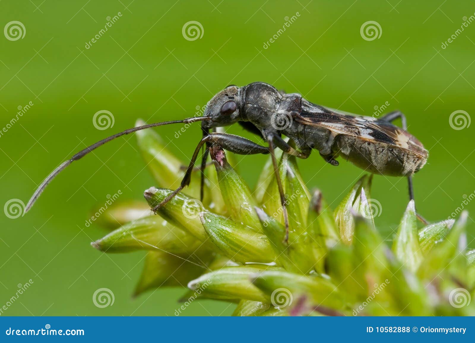Mirid bug stock photo. Image of outdoor, wing, grey, brown - 10582888