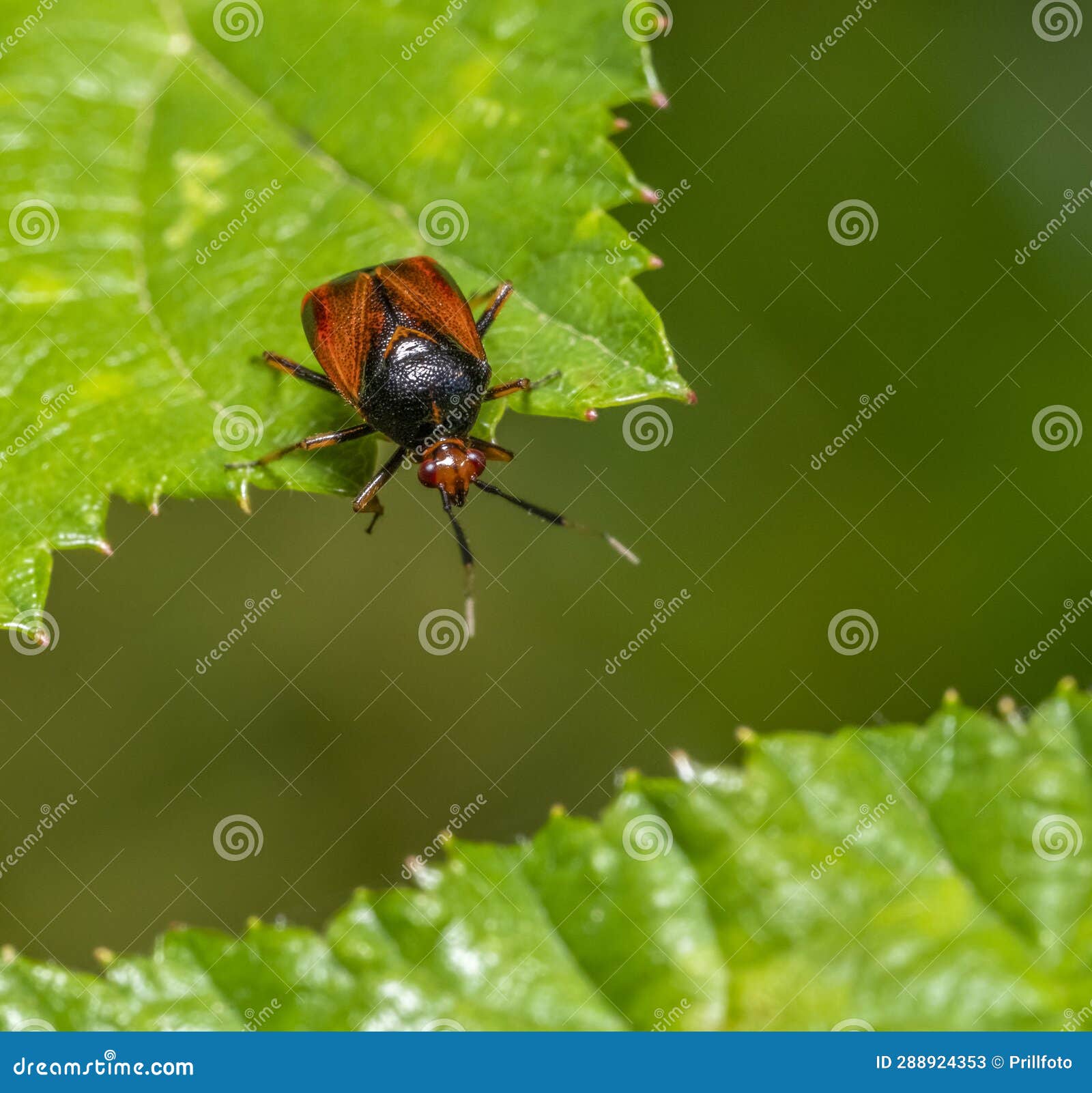 Mirid Bug Deraeocoris Ruber Stock Image - Image of mirid, green: 288924353