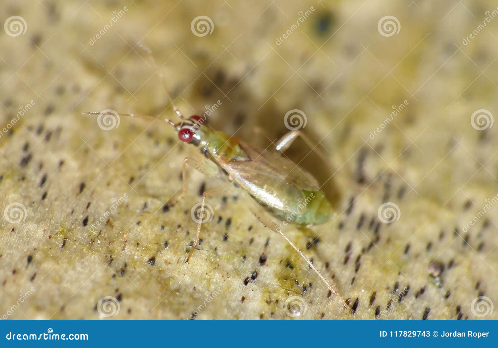 Mirid Bug - Dicyphus Stachydis Stock Image - Image of laevigata, heath ...