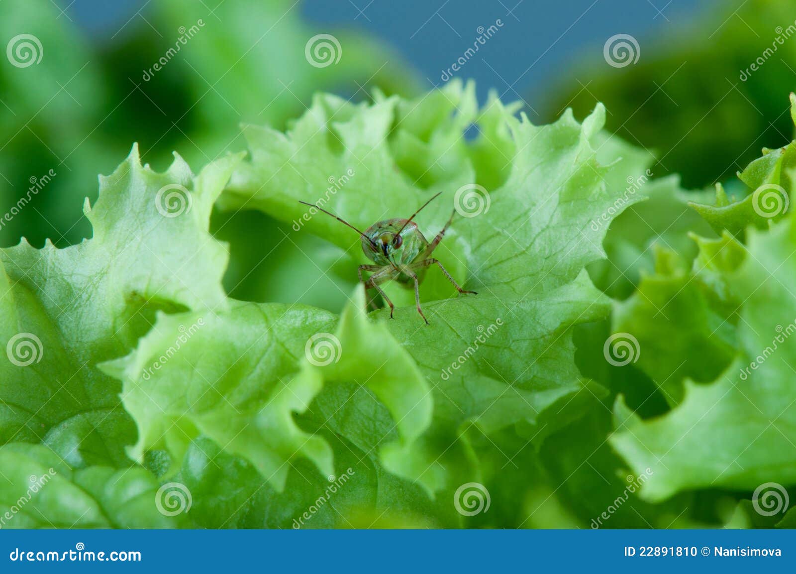 Mirid bug front view stock photo. Image of garden, antennae - 22891810