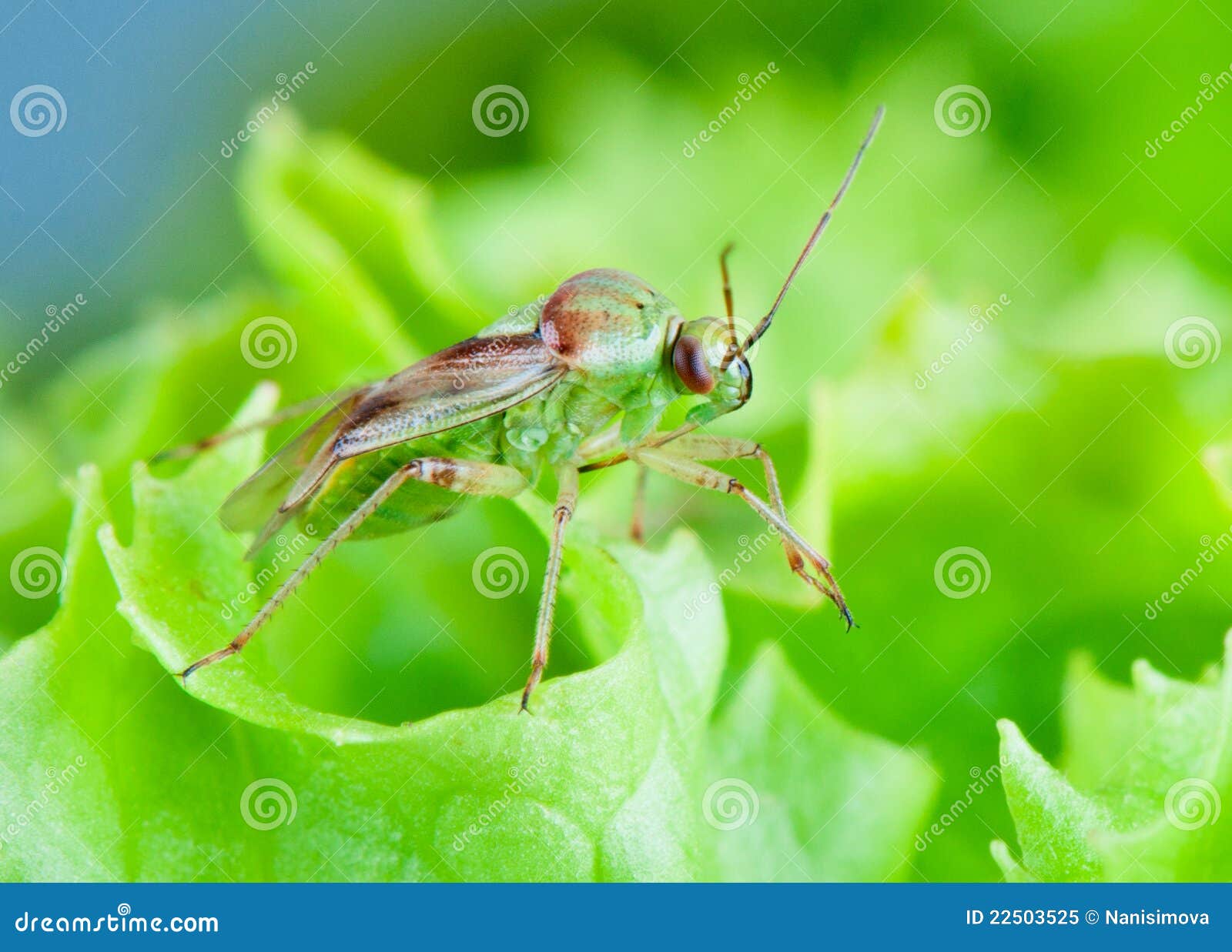 Mirid Bug Front View on a Salad Leaves Stock Image - Image of plant ...
