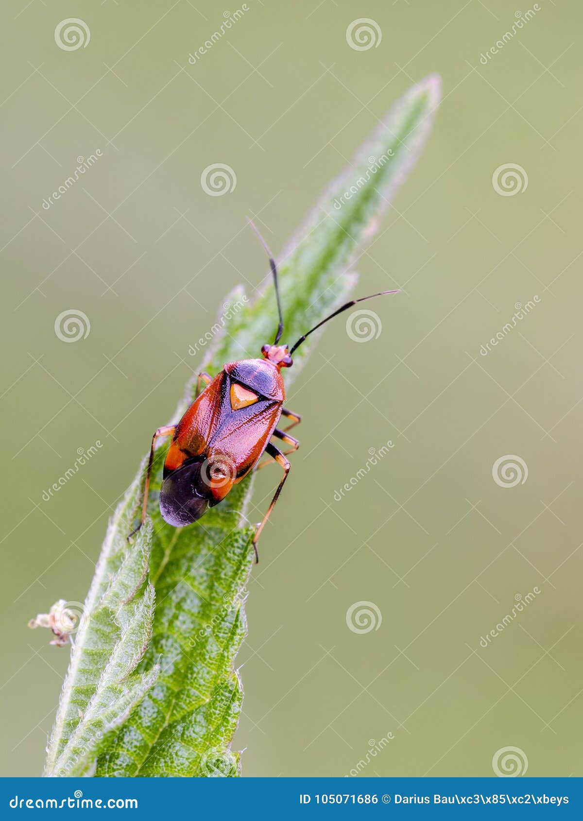 Mirid bug on a leaf stock photo. Image of garden, outdoor - 105071686
