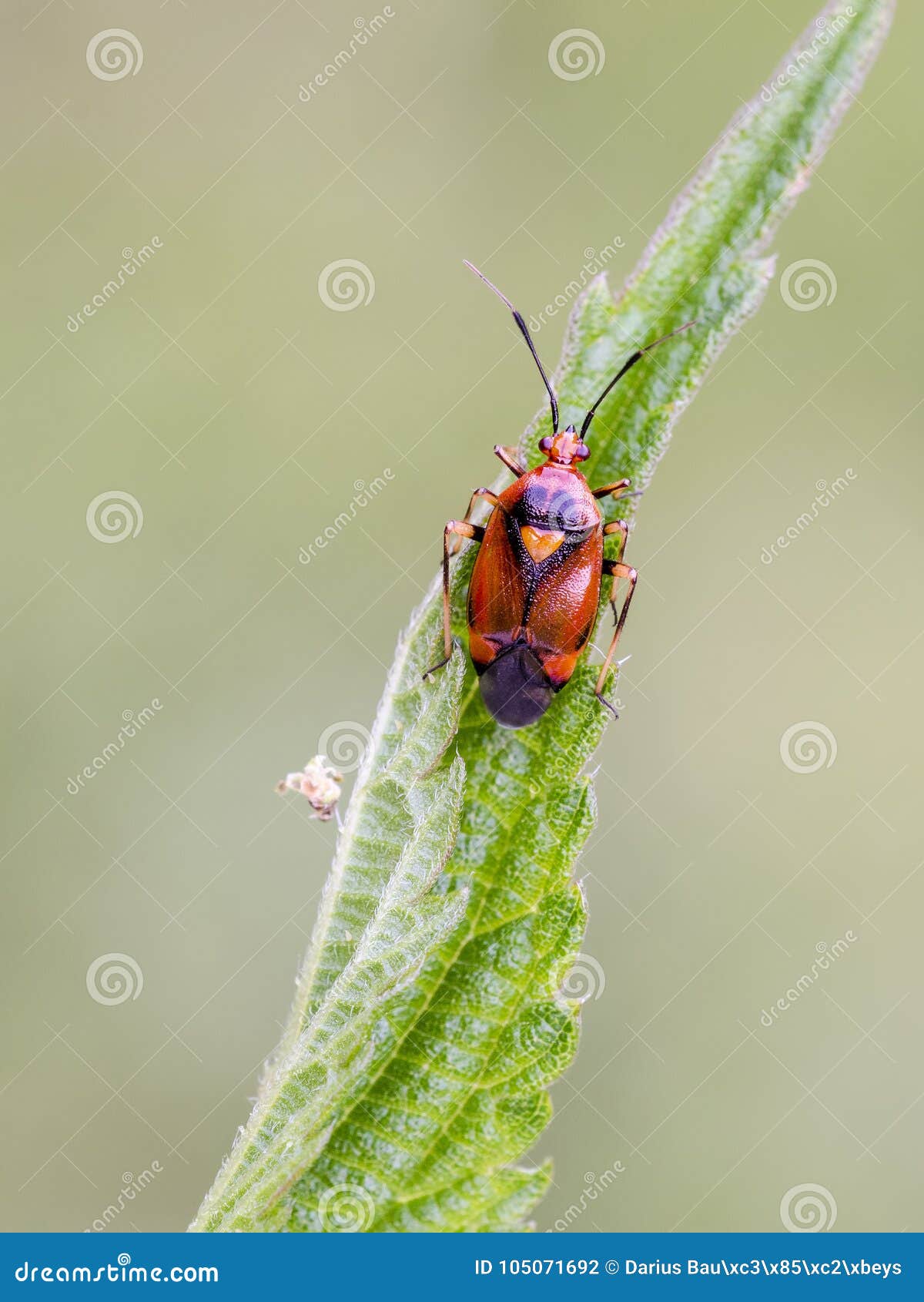 Mirid bug on a leaf stock photo. Image of nature, wild - 105071692