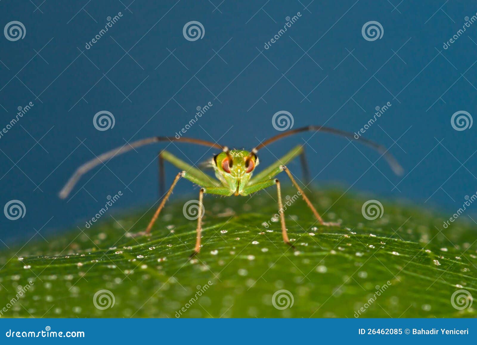 Mirid Bug (Pantilius Tunicatus) Stock Image - Image of leaf, forest ...