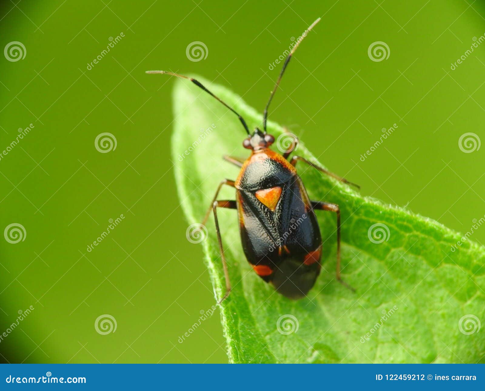 Miridae stock photo. Image of miridae, black, plant - 122459212
