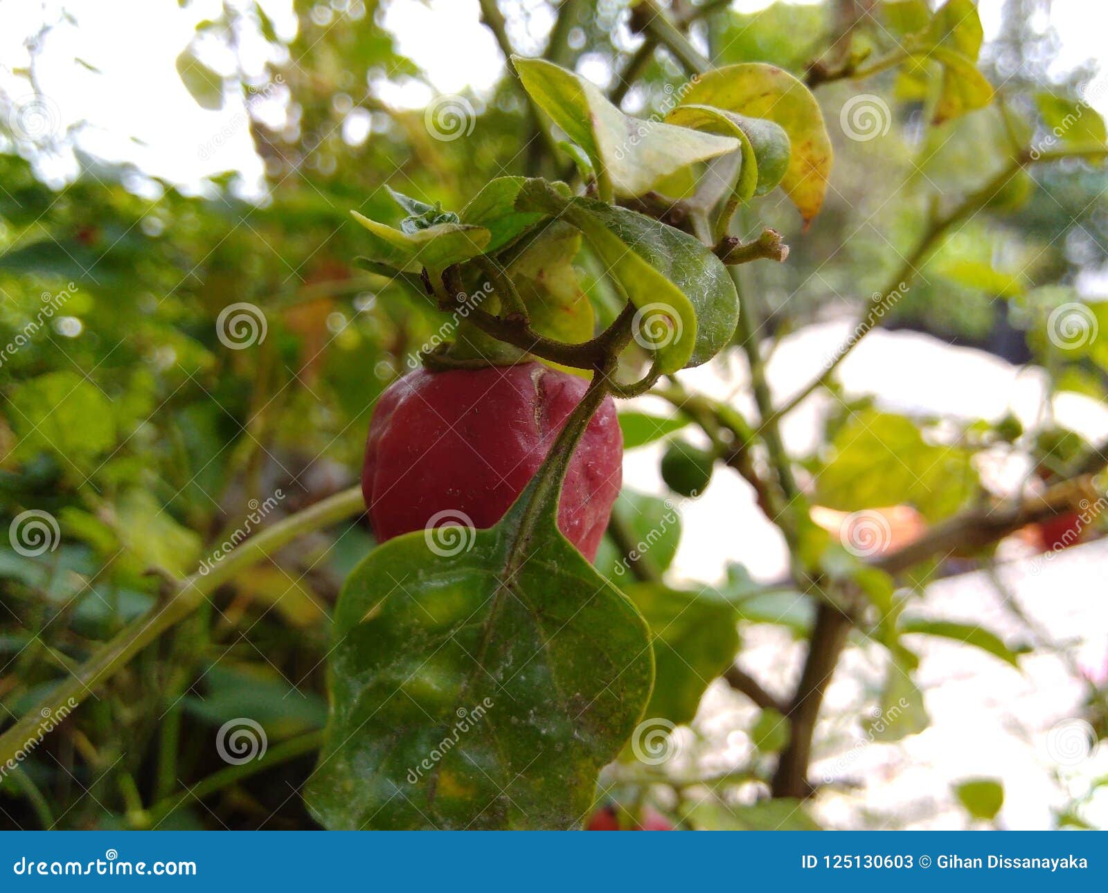 Miris do Nai em Sri Lanka imagem de stock. Imagem de fruta - 125130603