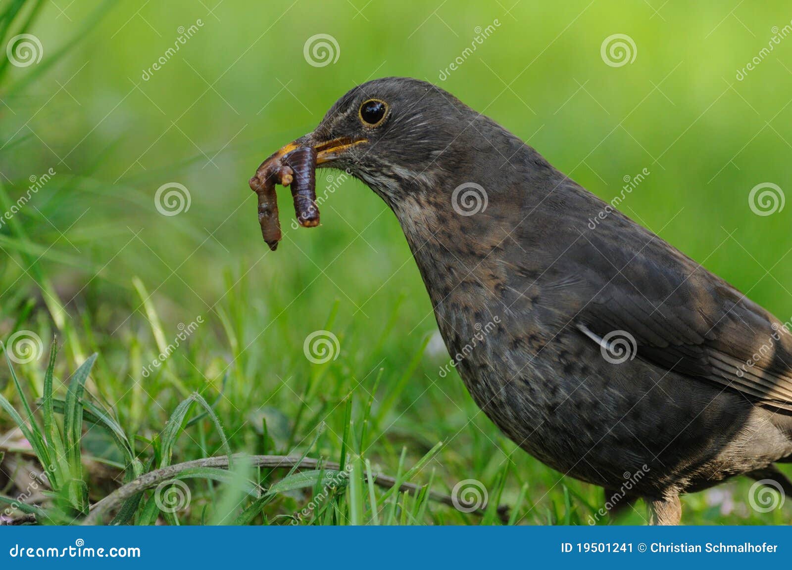 Mirlo común con un gusano imagen de archivo. Imagen de animales - 19501241