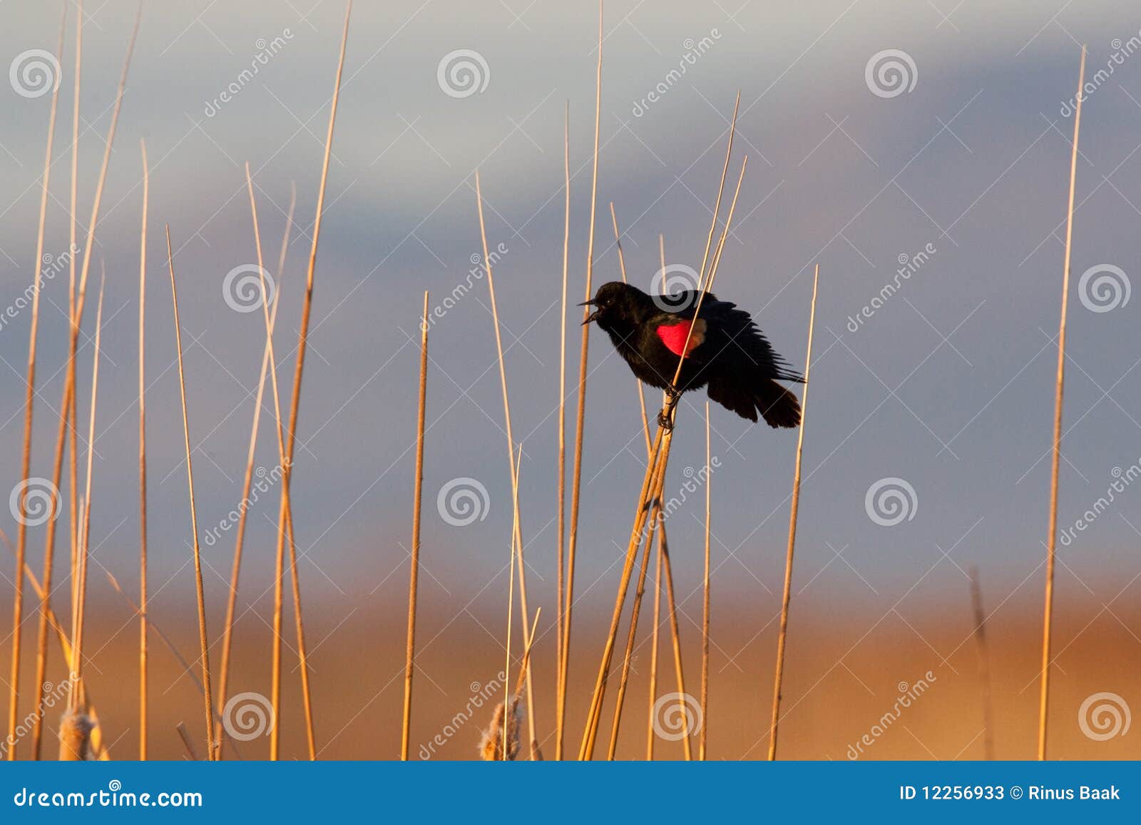 Mirlo de alas rojas imagen de archivo. Imagen de siéntese - 12256933