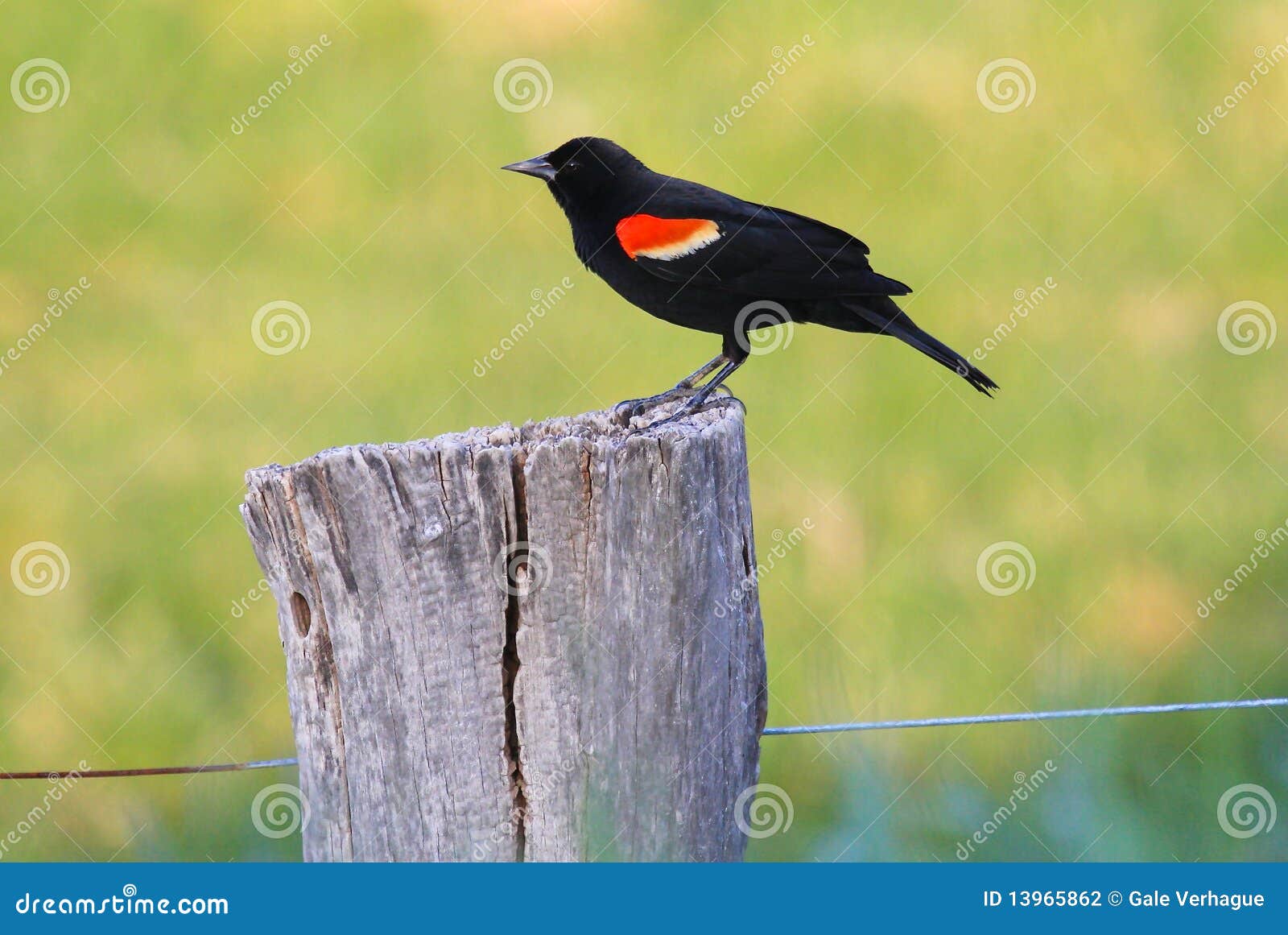 Mirlo de alas rojas foto de archivo. Imagen de prado - 13965862