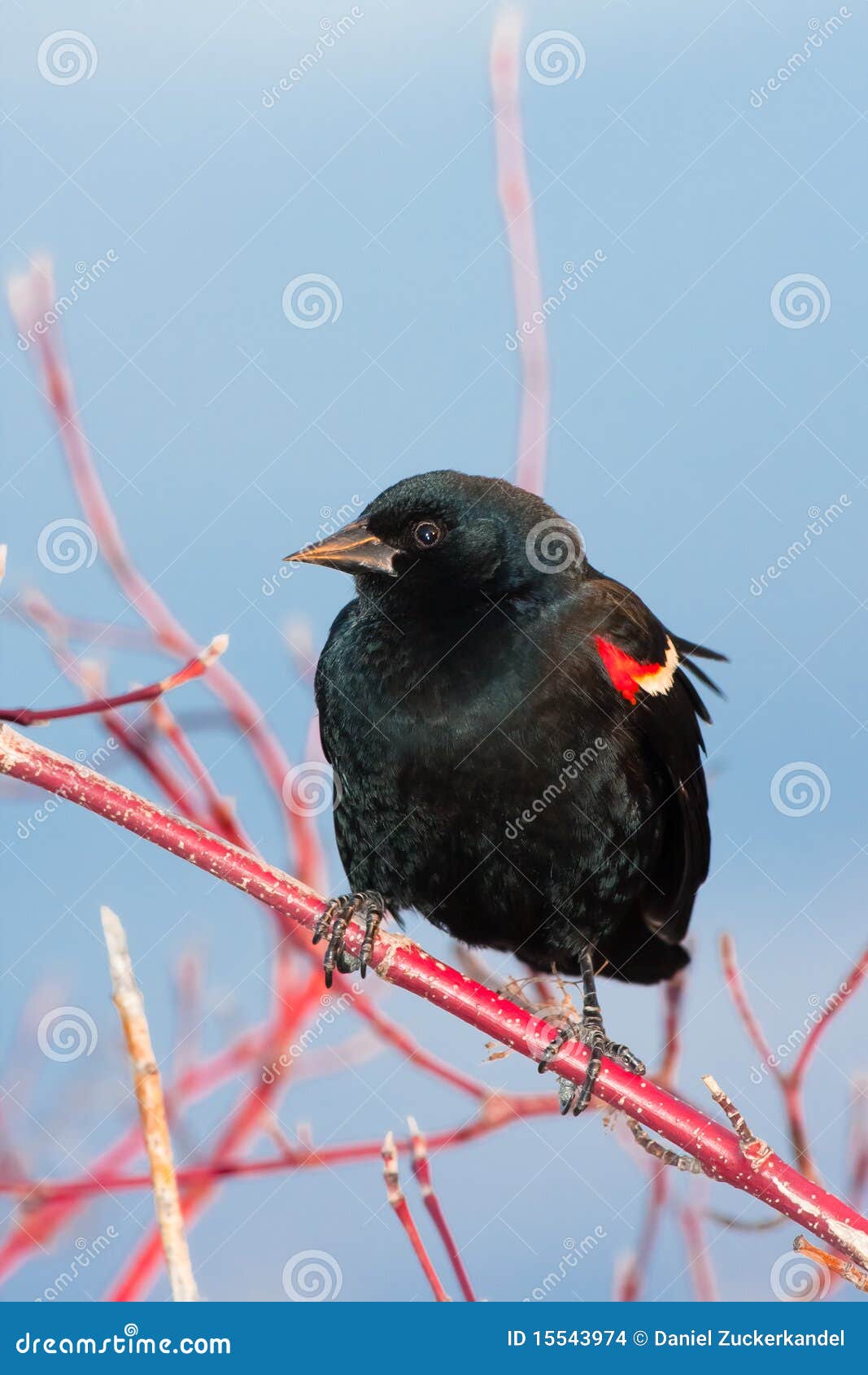 Mirlo de alas rojas foto de archivo. Imagen de animales - 15543974