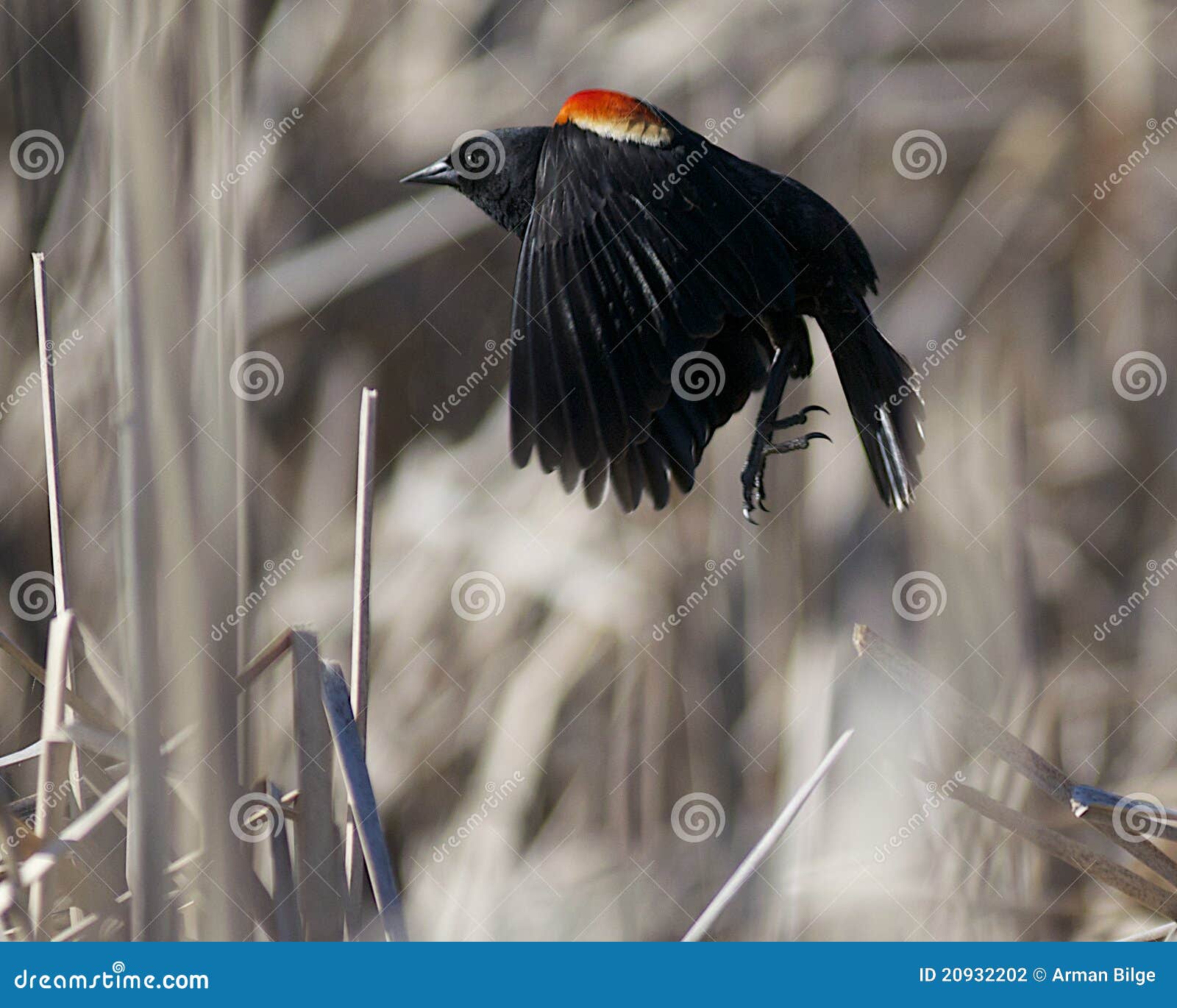 Mirlo de alas rojas foto de archivo. Imagen de estados - 20932202