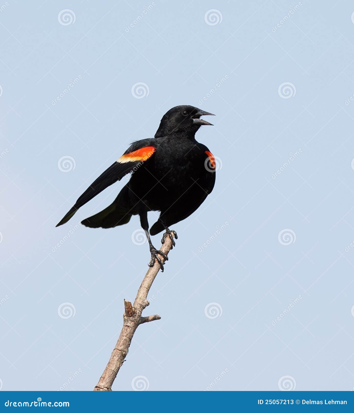 Mirlo de alas rojas imagen de archivo. Imagen de travieso - 25057213