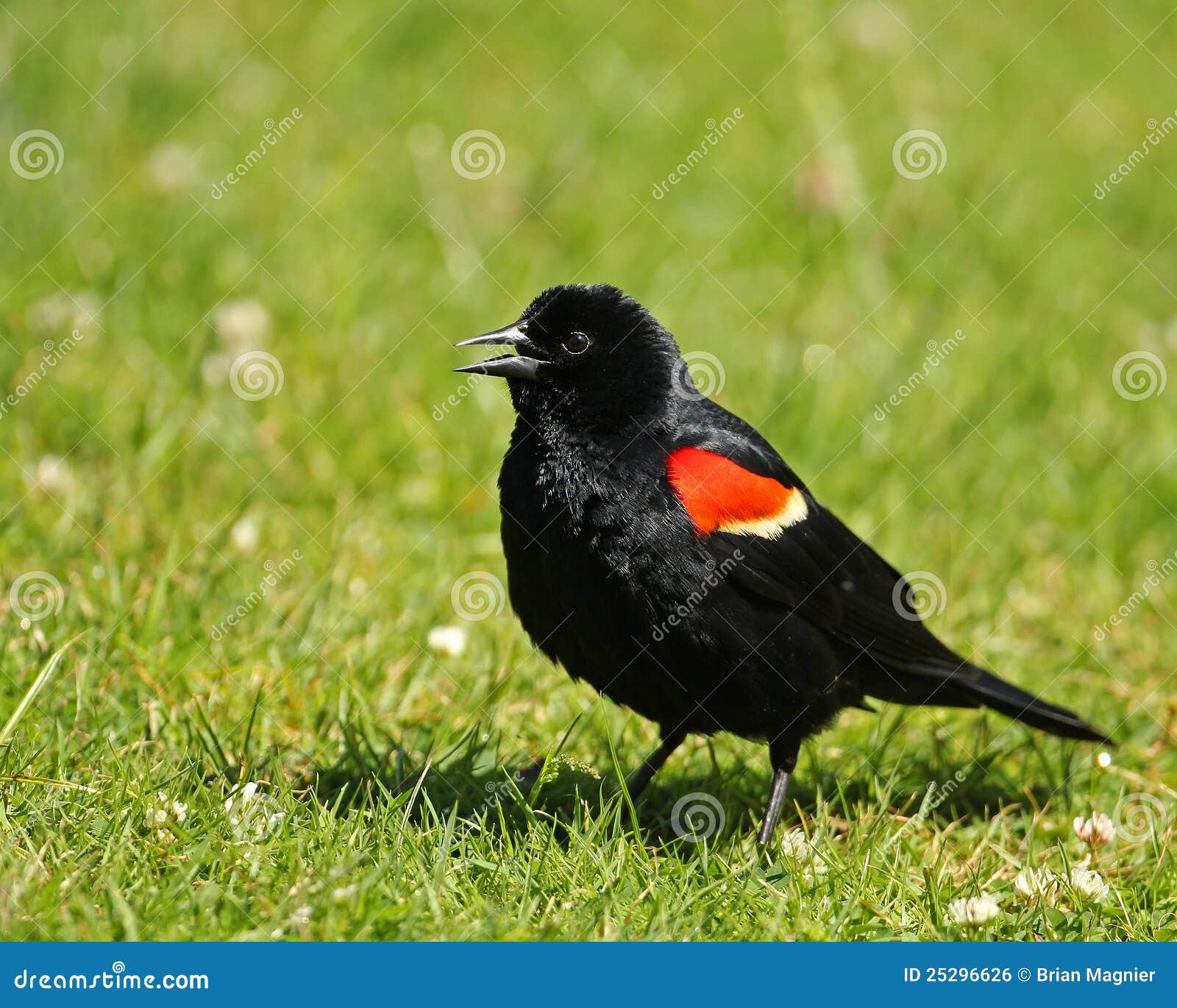 Mirlo de alas rojas foto de archivo. Imagen de pantano - 25296626