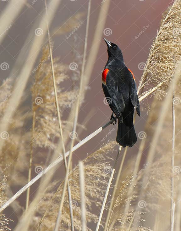 Mirlo de alas rojas foto de archivo. Imagen de lago, negro - 3421246