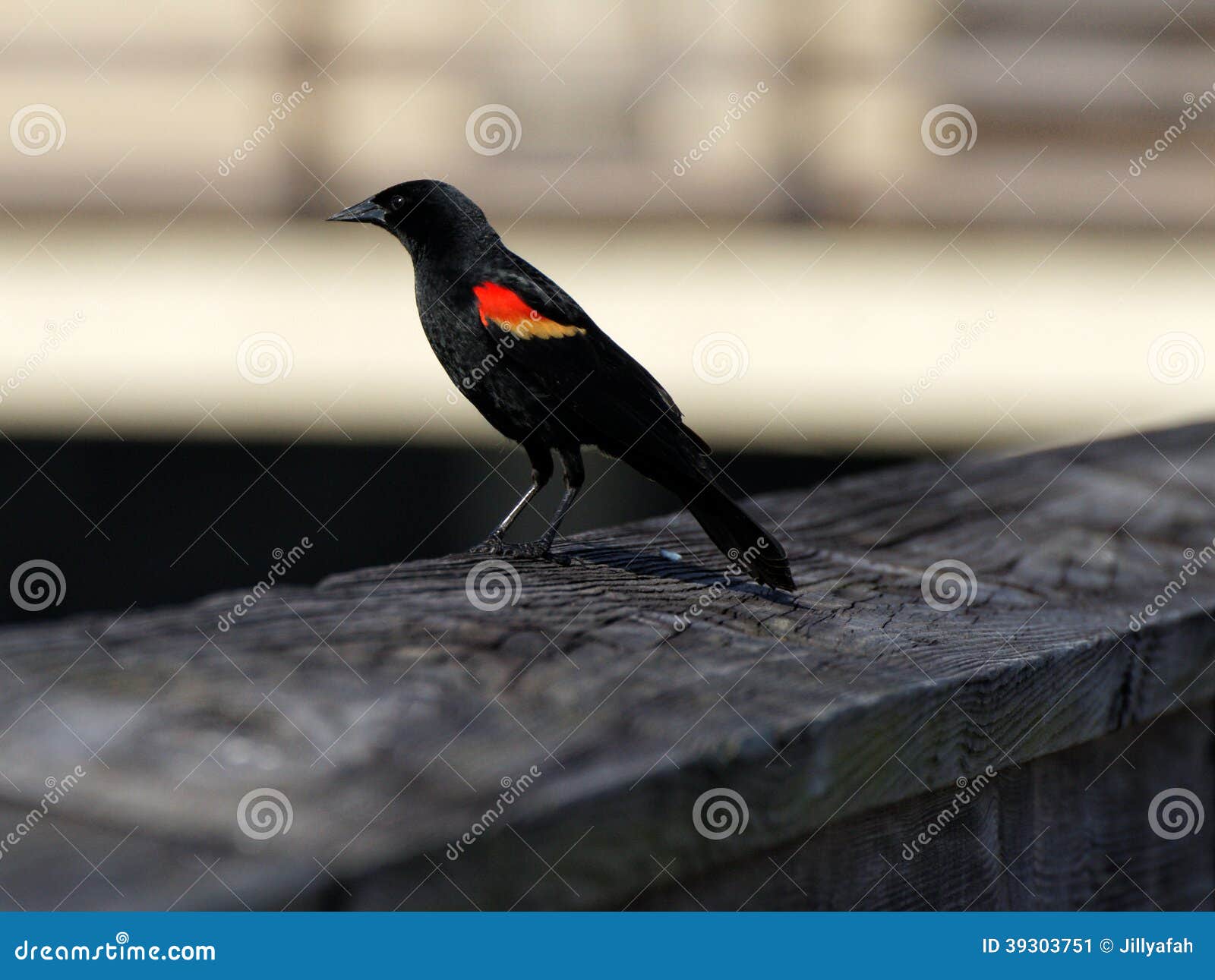 Mirlo de alas rojas imagen de archivo. Imagen de mirlo - 39303751