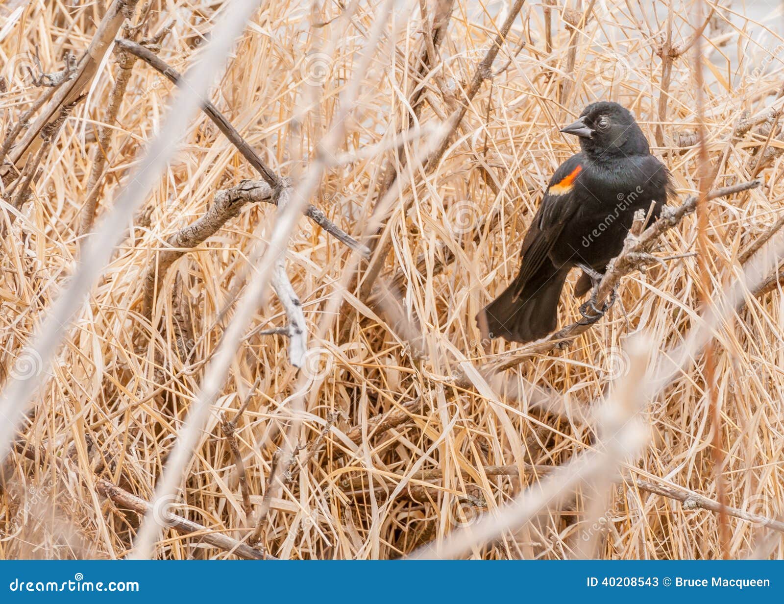 Mirlo de alas rojas imagen de archivo. Imagen de mirlo - 40208543