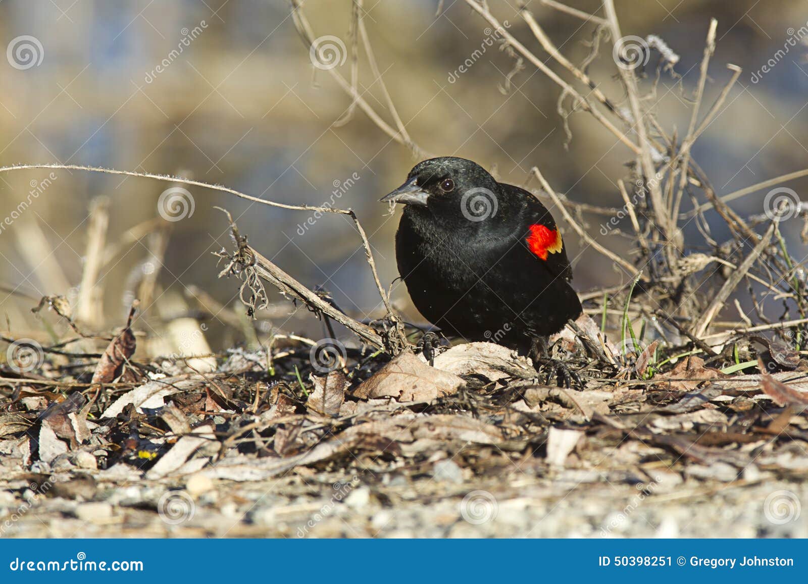 Mirlo de alas rojas imagen de archivo. Imagen de acosador - 50398251