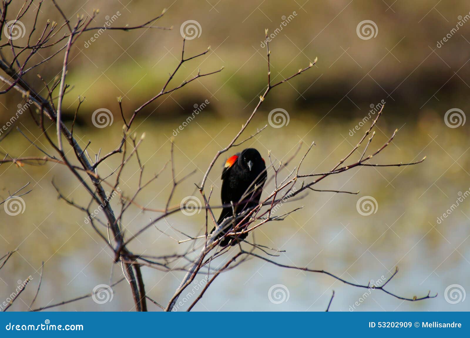 Mirlo de alas rojas imagen de archivo. Imagen de resorte - 53202909