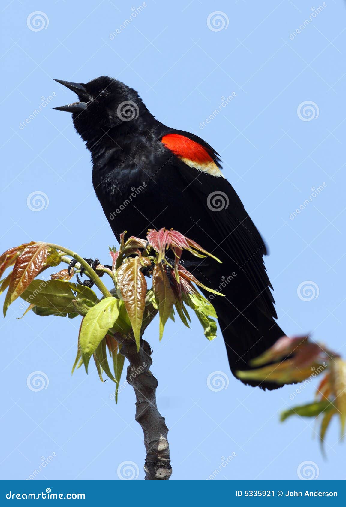 Mirlo de alas rojas imagen de archivo. Imagen de encarnado - 5335921