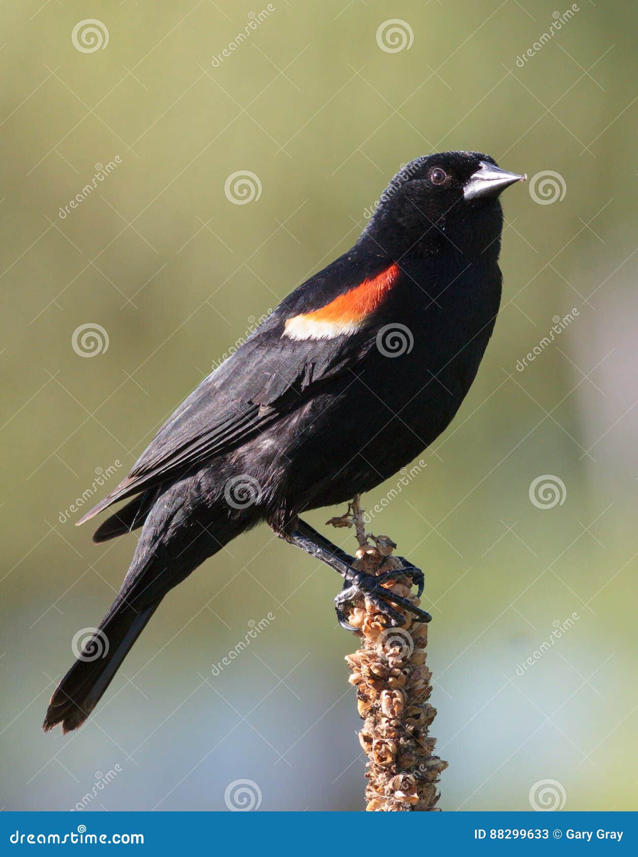 Mirlo de alas rojas imagen de archivo. Imagen de charca - 88299633