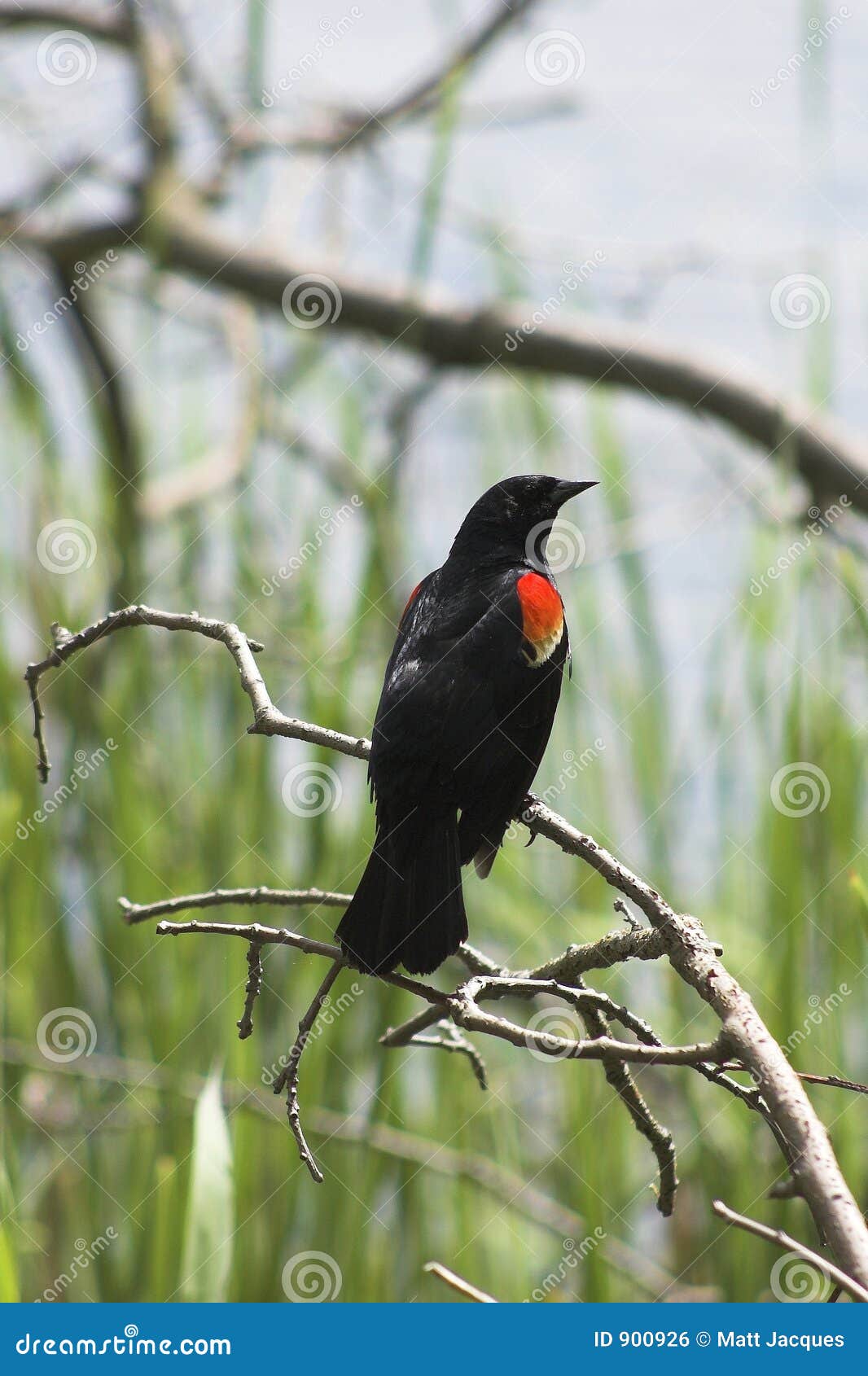 Mirlo de alas rojas foto de archivo. Imagen de prado, mirlo - 900926