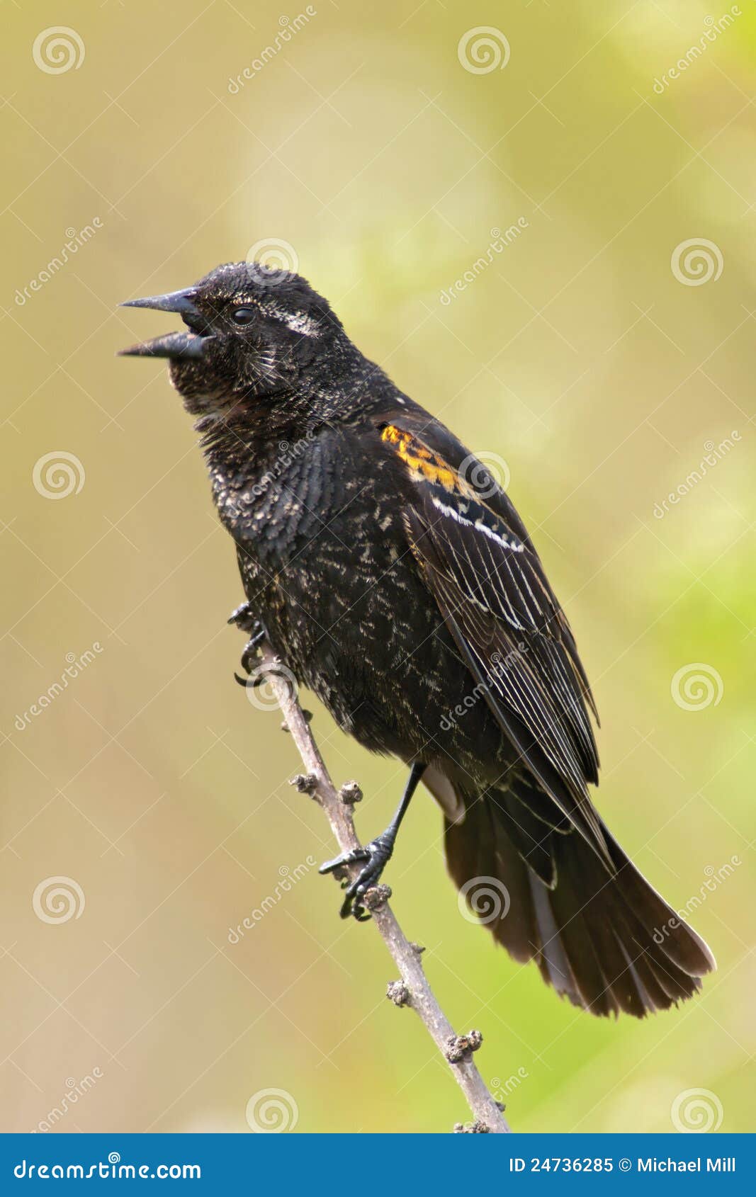 Mirlo De Alas Rojas Juvenil Imagen de archivo - Imagen de llamada ...