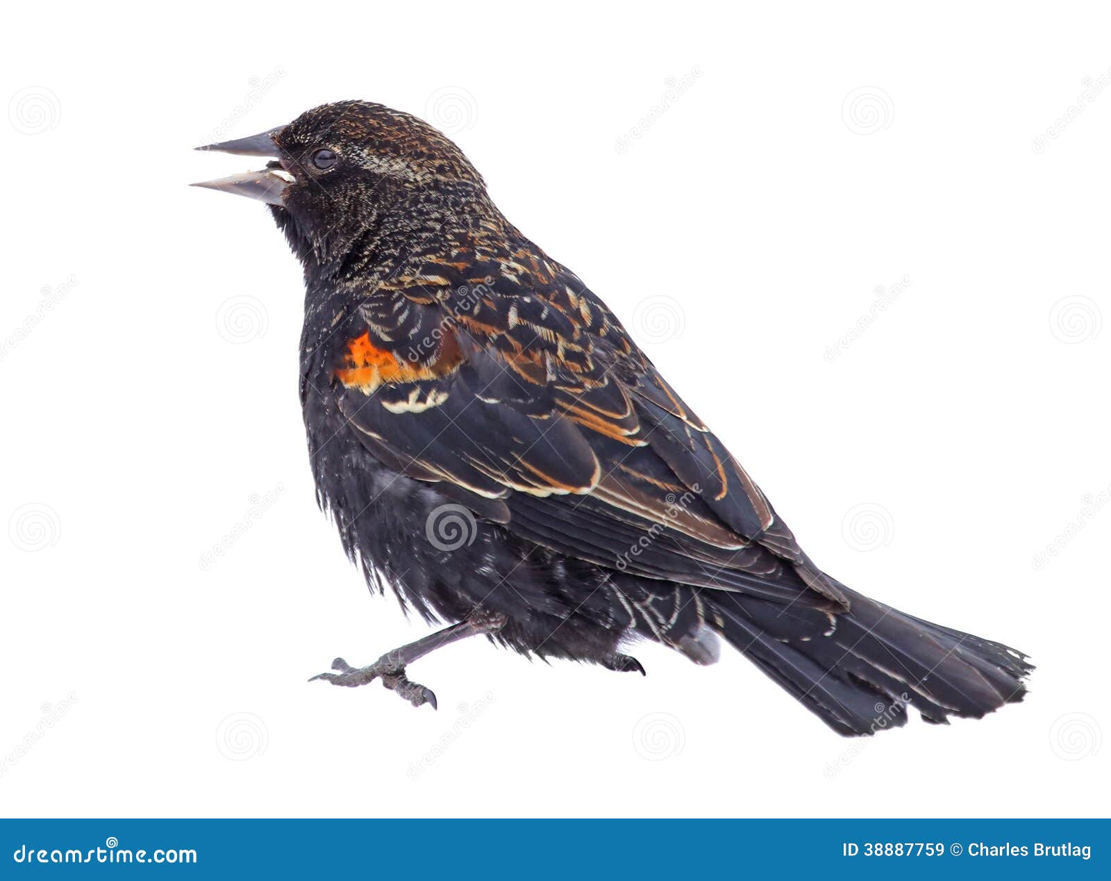 Mirlo De Alas Rojas No Maduro Imagen de archivo - Imagen de aviar, pico ...