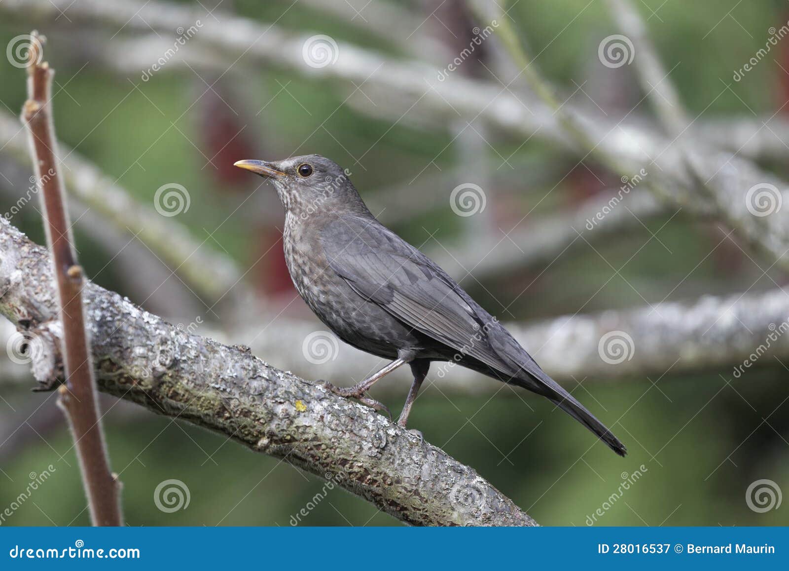 Mirlo femenino imagen de archivo. Imagen de horizontal - 28016537