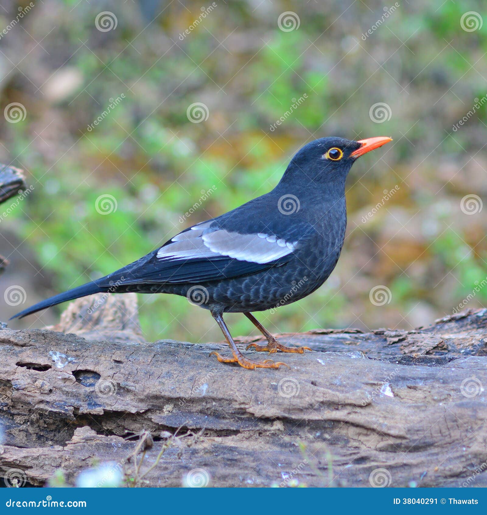 Mirlo Gris-con alas imagen de archivo. Imagen de bosque - 38040291