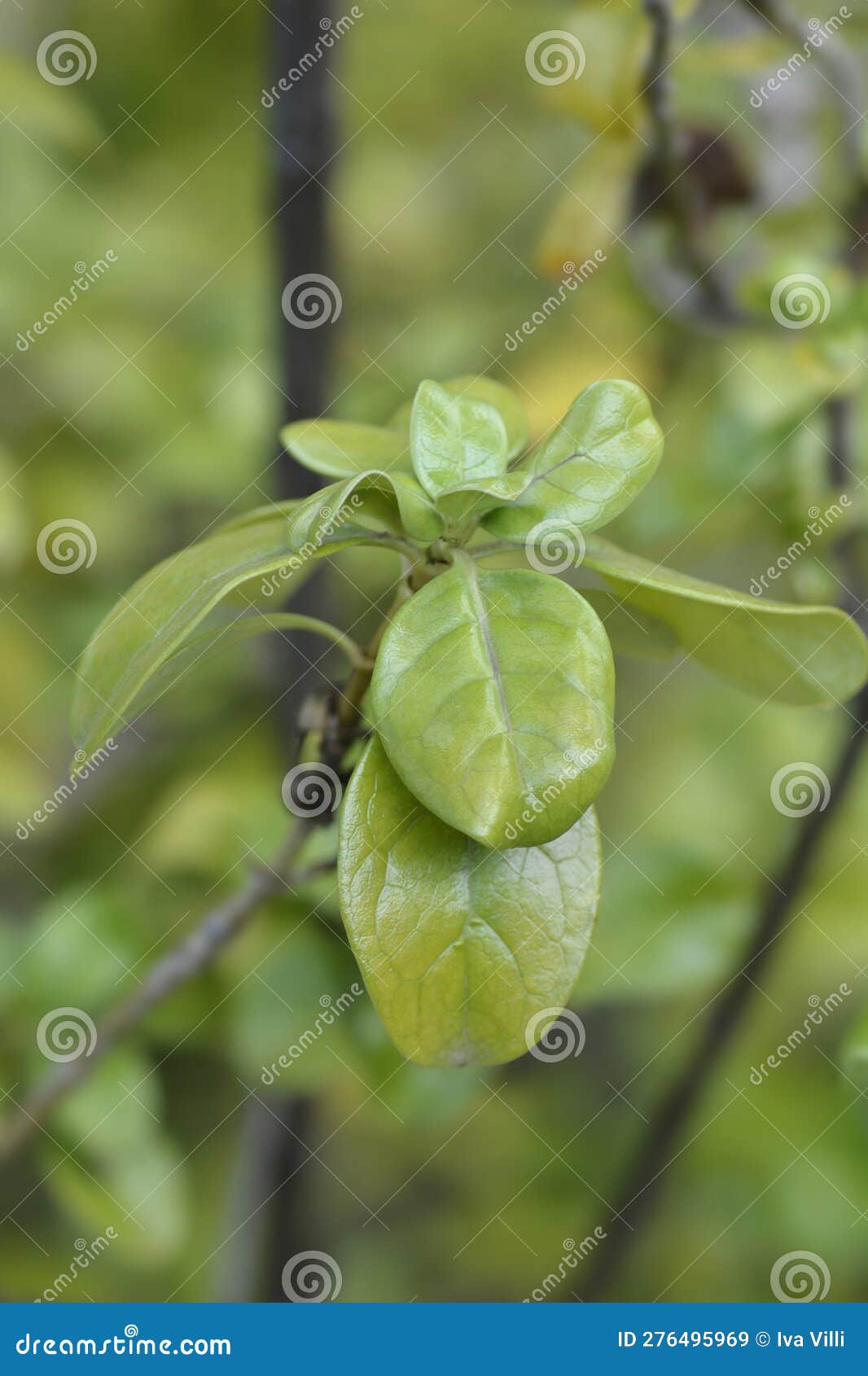 Mirror Bush stock image. Image of green, plant, coprosma - 276495969