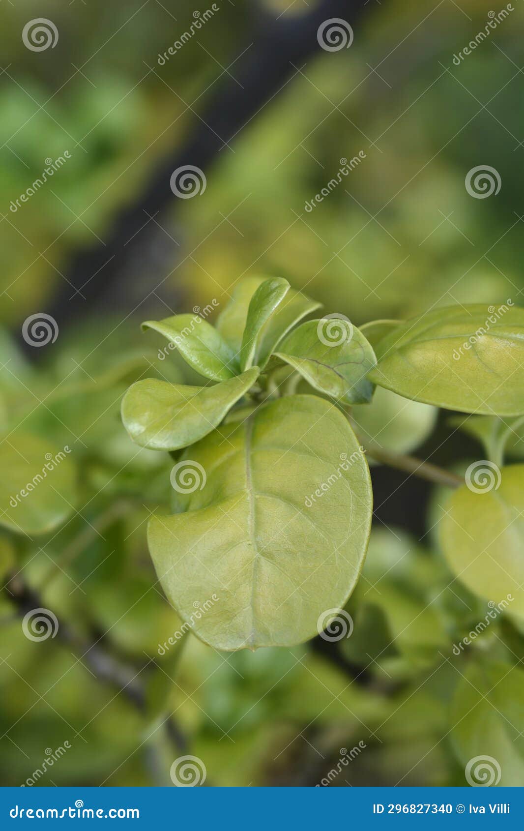 Mirror Bush stock photo. Image of outdoors, bush, repens - 296827340