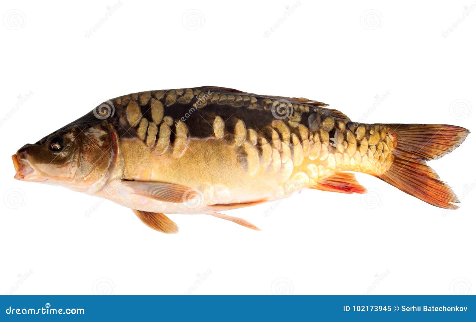 Mirror carp or common carp stock image. Image of cyprinu - 102173945