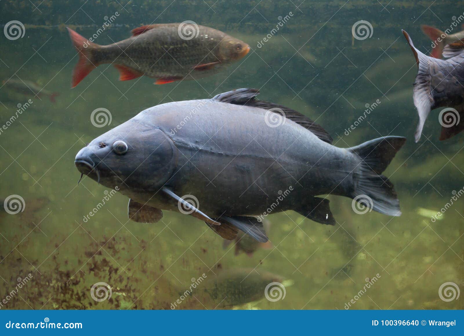 Mirror Carp Cyprinus Carpio Carpio Stock Photo - Image of carps ...