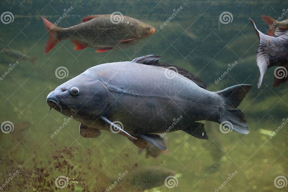 Mirror Carp Cyprinus Carpio Carpio Stock Photo - Image of carps ...