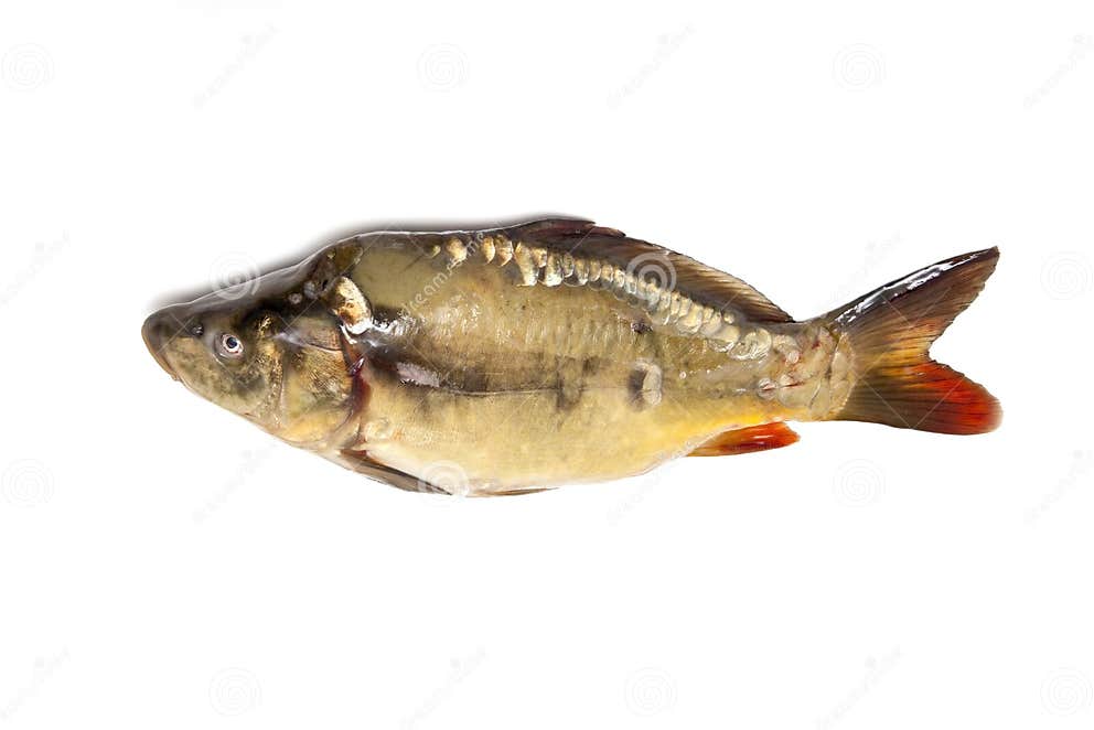 Mirror Carp fish stock photo. Image of carp, view, single - 12259878