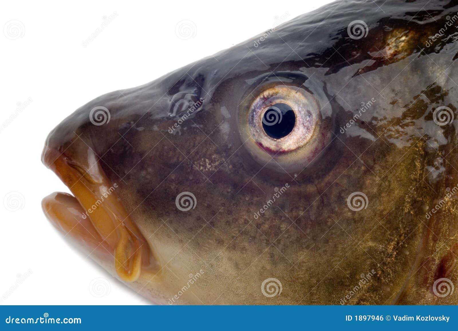 Mirror Carp Head stock photo. Image of european, europe - 1897946