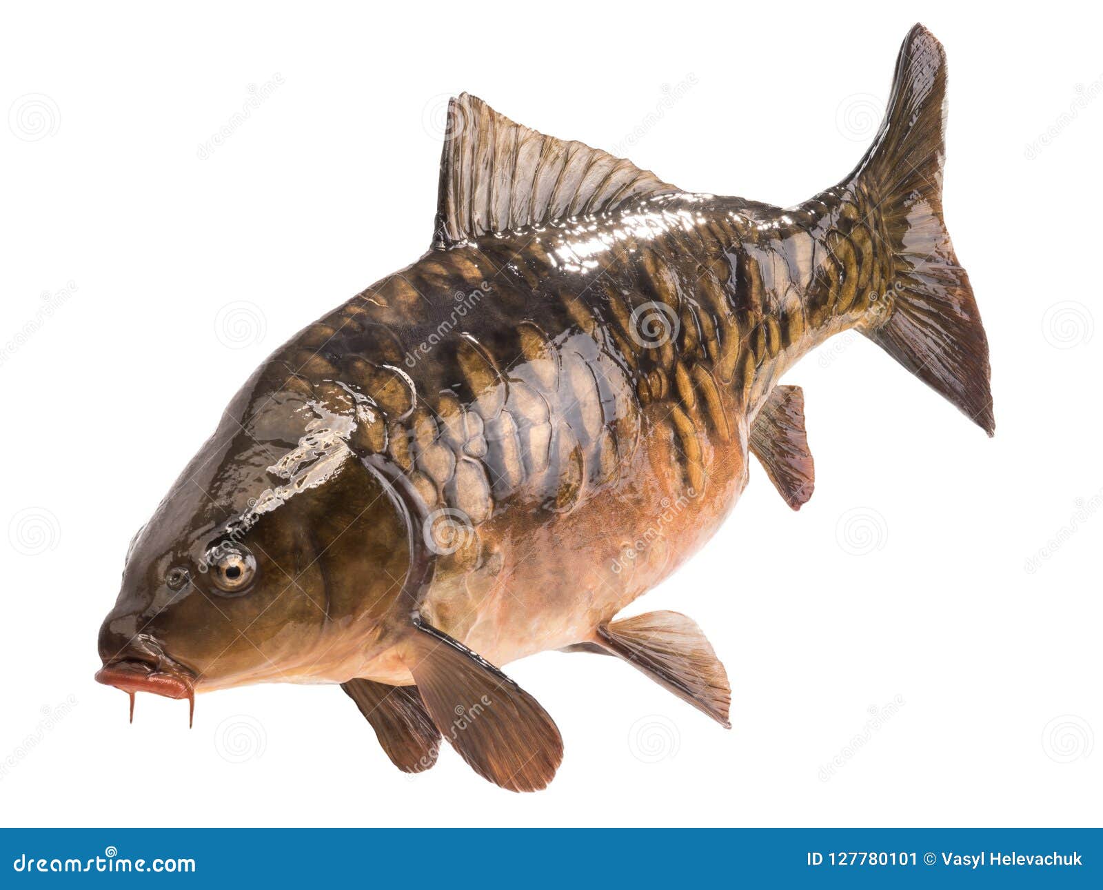 Mirror carp isolated stock image. Image of agriculture - 127780101