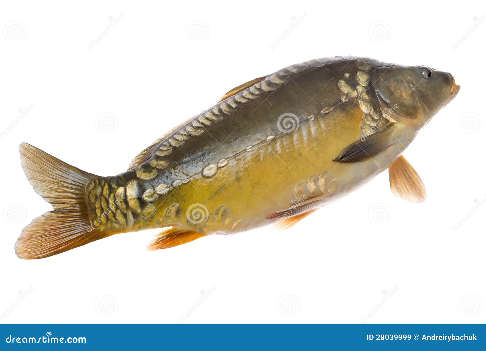 Mirror carp on white stock image. Image of delicatessen - 28039999