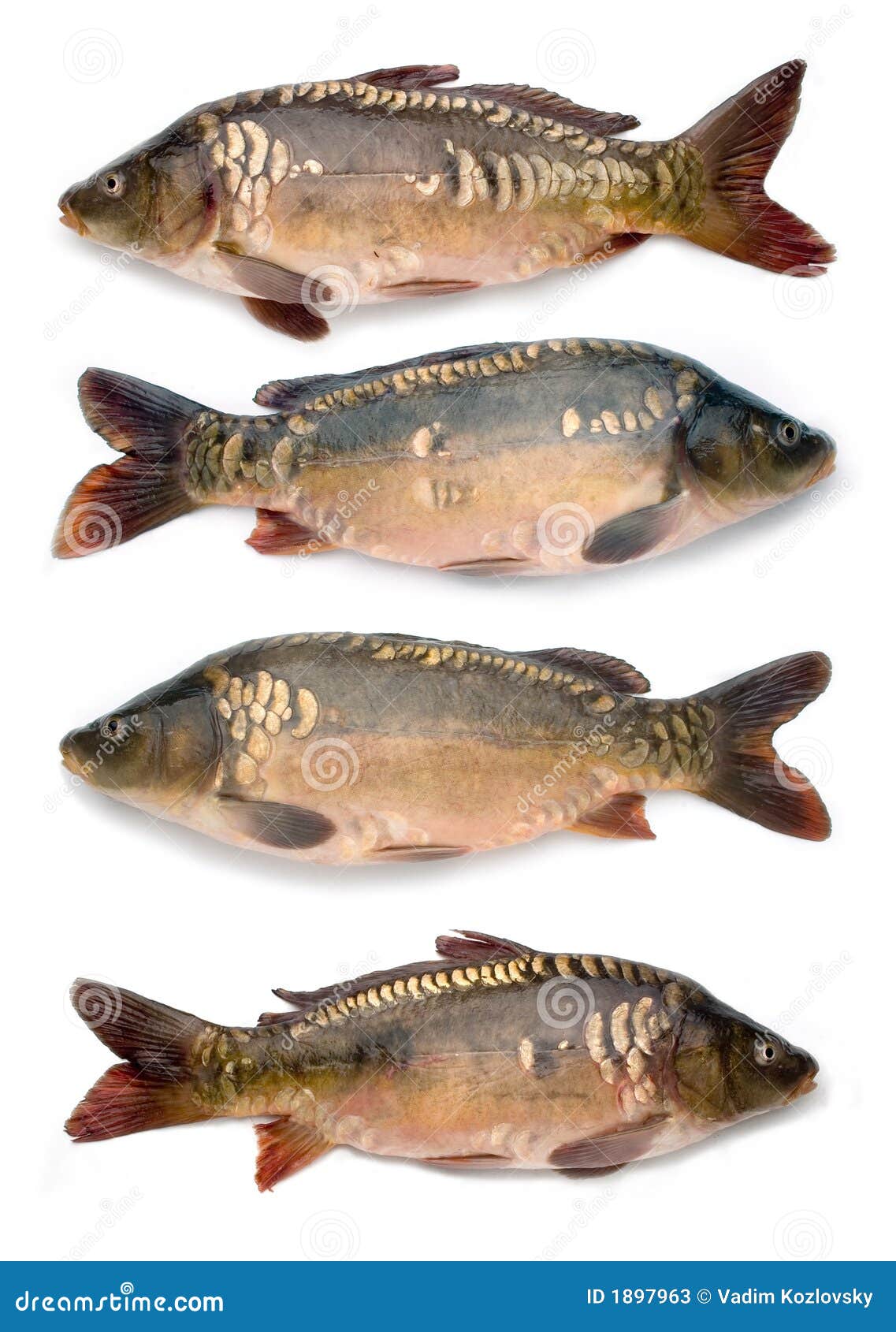 Mirror carps collection stock image. Image of fillet, tenderloin - 1897963