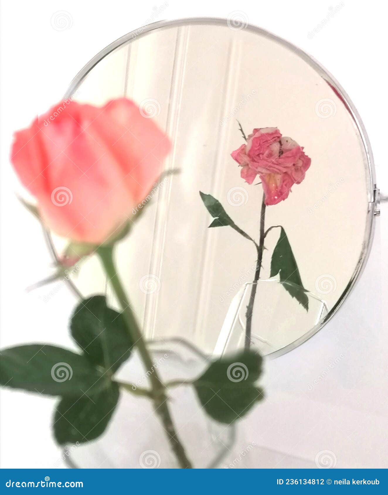 Mirror Flowers Art Illusion Stock Photo - Image of flowe, illusion ...