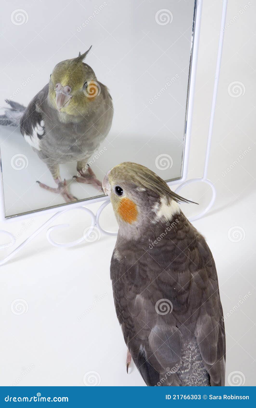 Mirror Friend stock image. Image of avian, playing, look - 21766303
