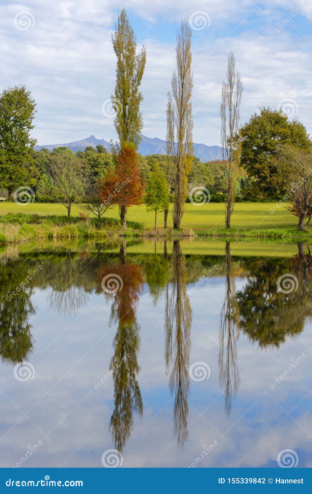 Mirror Image of Trees Next To the Water Stock Photo - Image of south ...