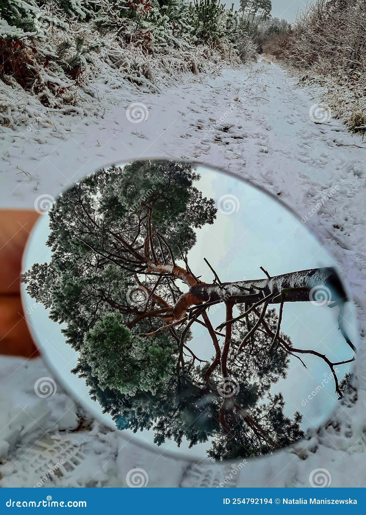 Mirror Image of a Winter Forest Stock Photo - Image of snow, branch ...