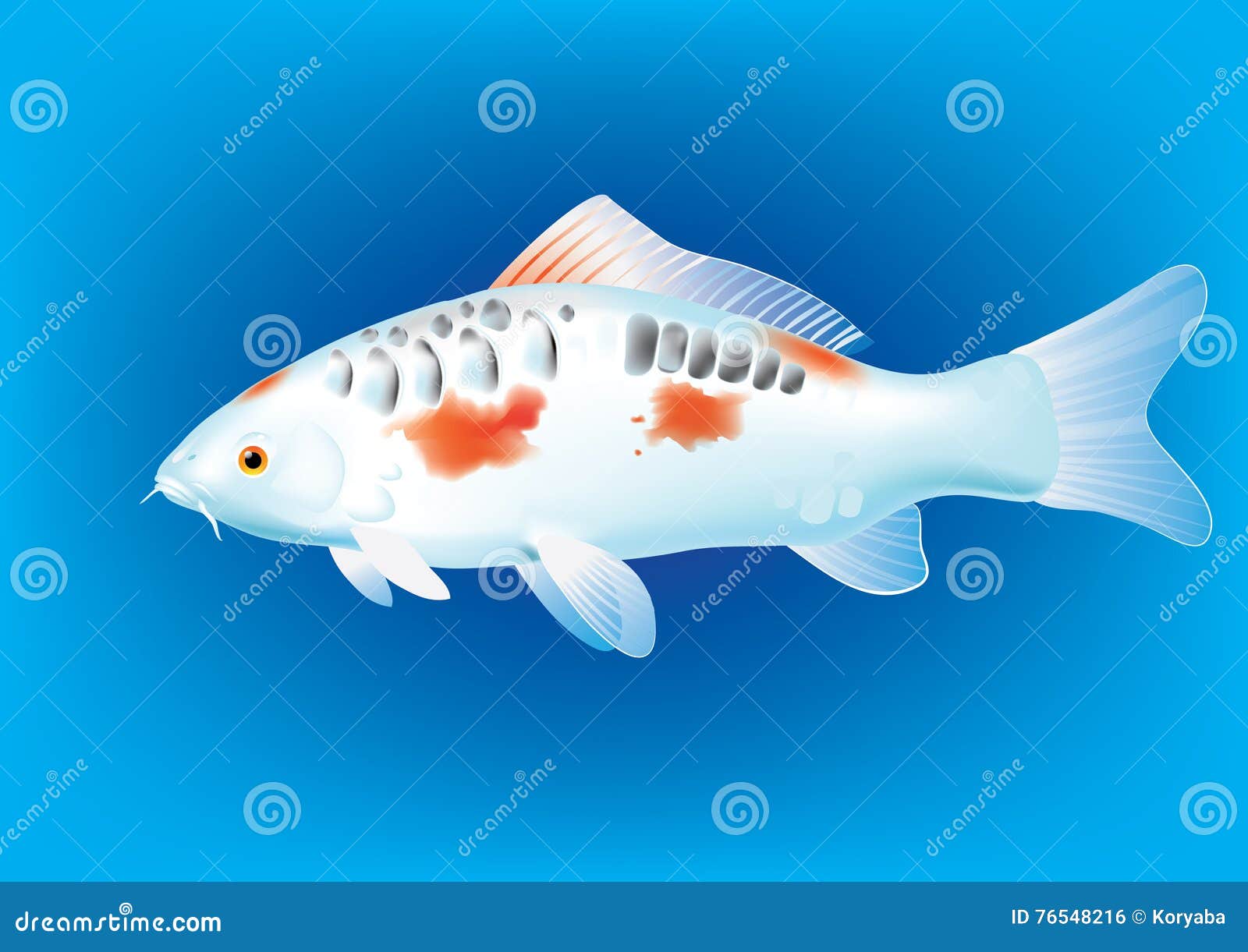 Mirror Koi carp stock vector. Illustration of fish, vector - 76548216