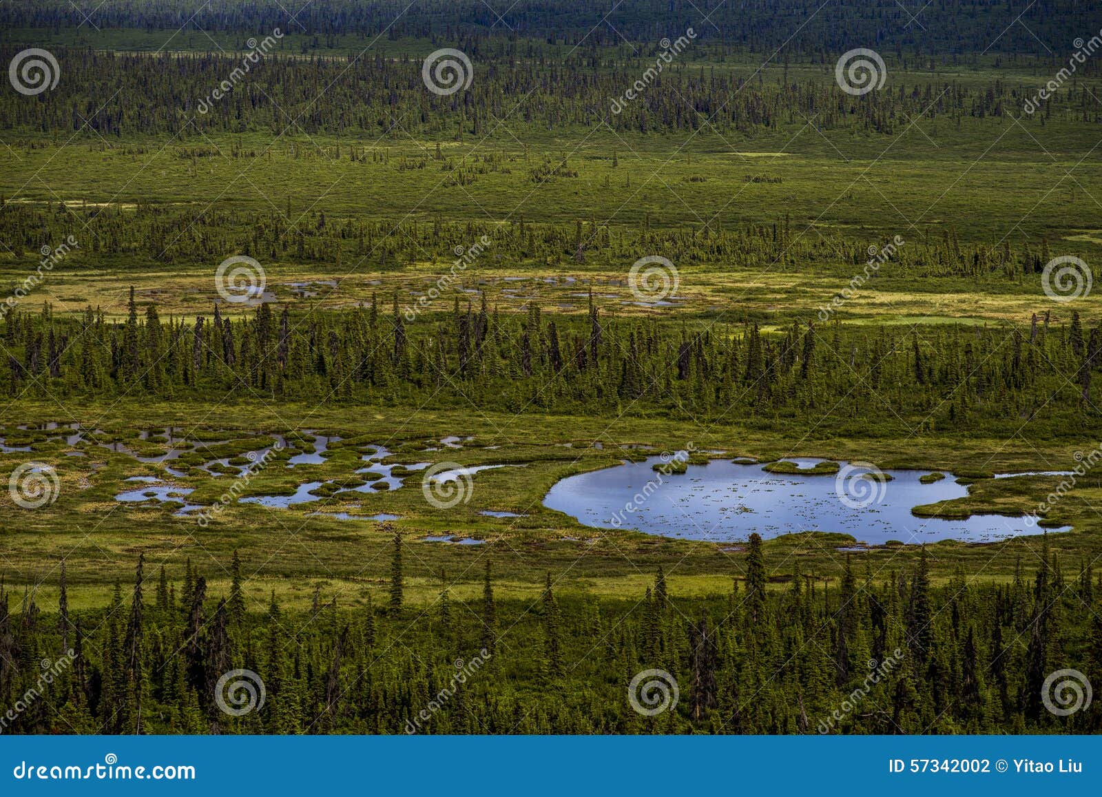 Mirror Lake in green marsh stock photo. Image of scene - 57342002